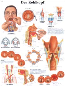 Lehrtafel - Der Kehlkopf - Reinhold Schulausstattung e.K.